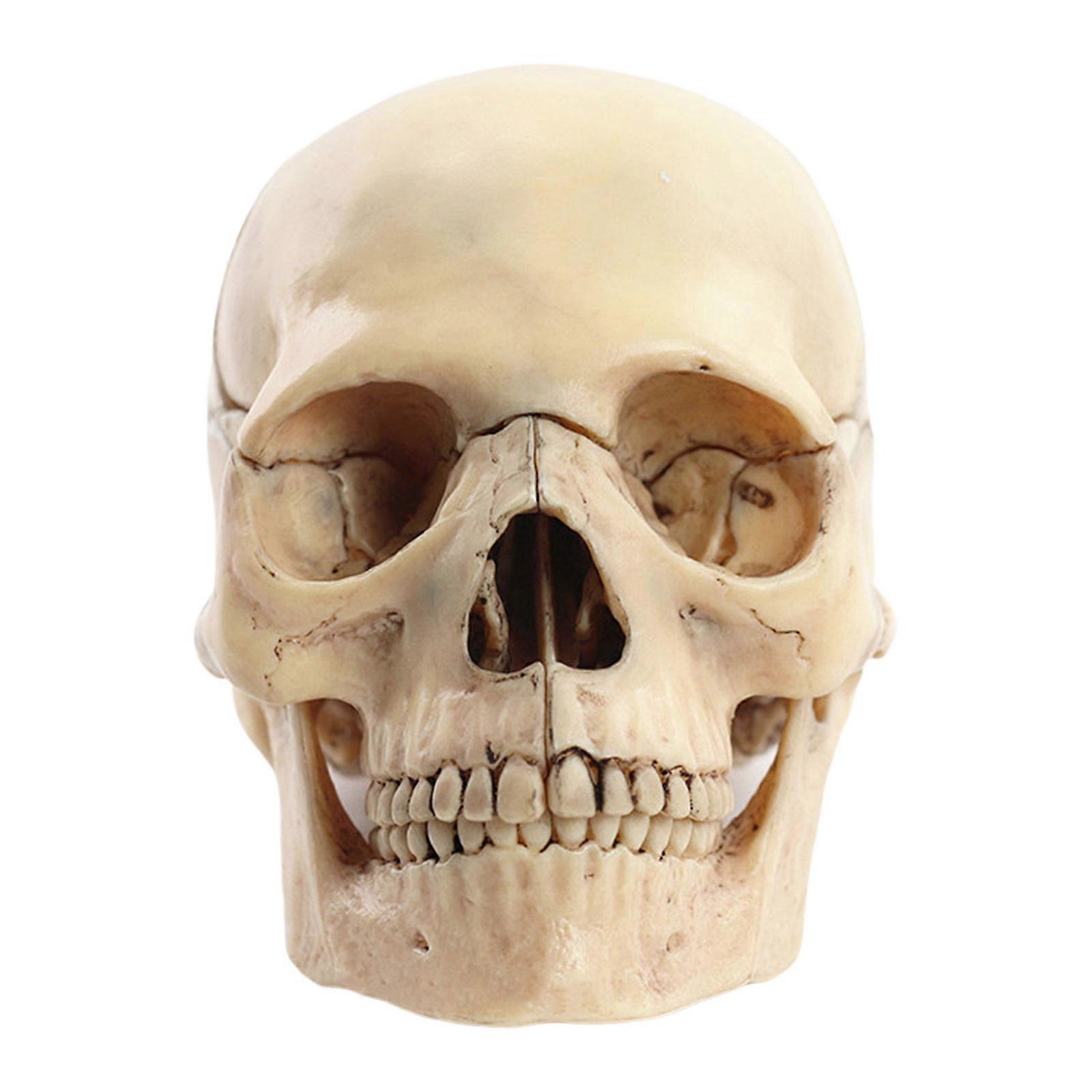 Anatomy Skull Model Human Anatomical Skull Human Skull Model For ...