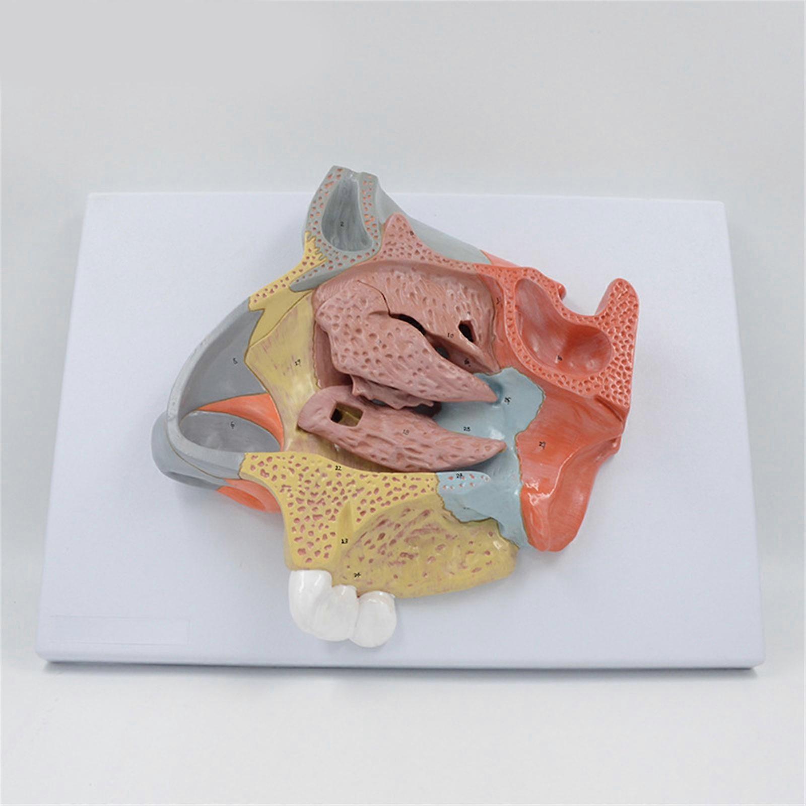 Enlarged Nasal Cavity Model Nose Anatomical Model 3D Simulation Human ...