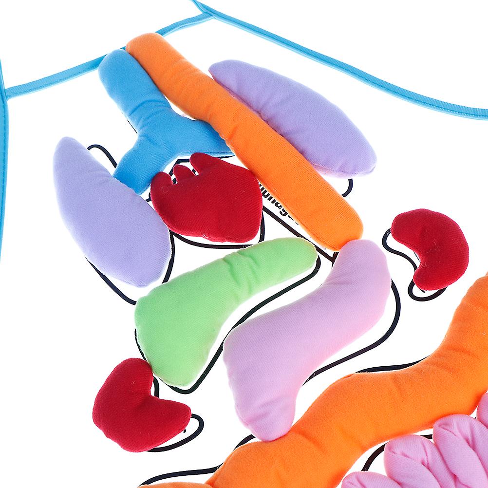 Anatomy Apron Human Body Organs Awareness Educational Insights Children ...