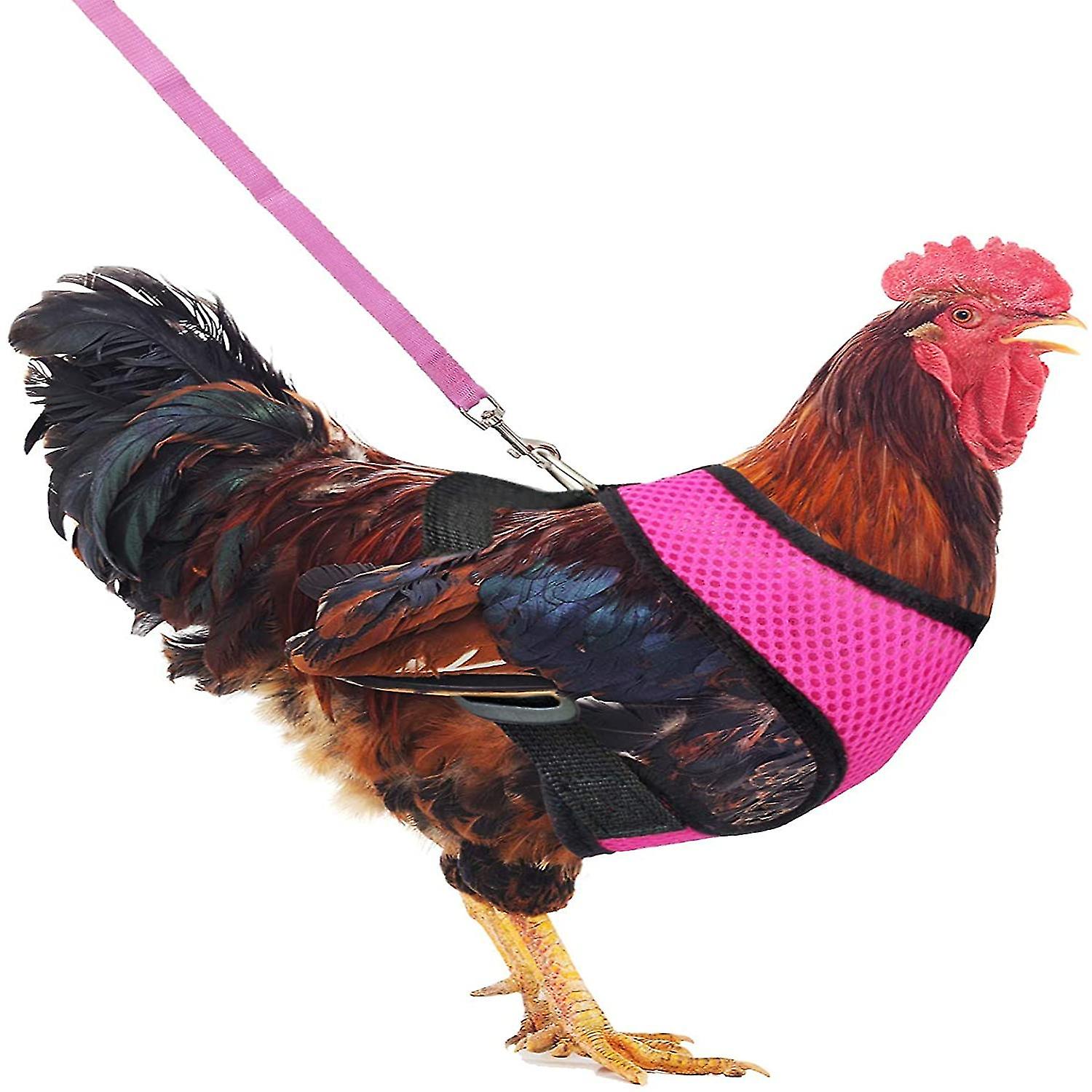 Chicken Harness And Leash Set Comfortable Ajustable Vest For Duck Goose ...