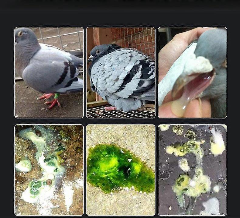 Salmonella pigeons use health products to prevent common diseases of ...