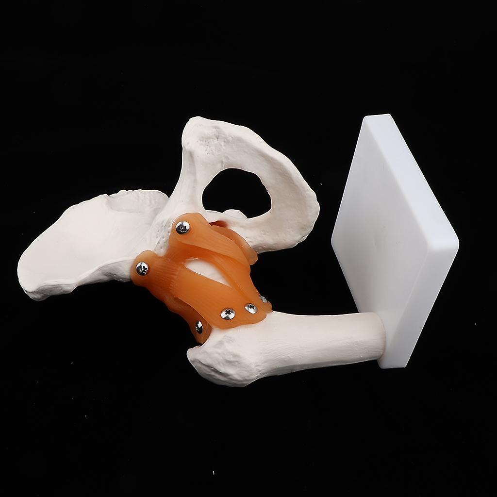 Human Hip Joint Model With Ligaments, Femur, Hip Bone & Flexible ...