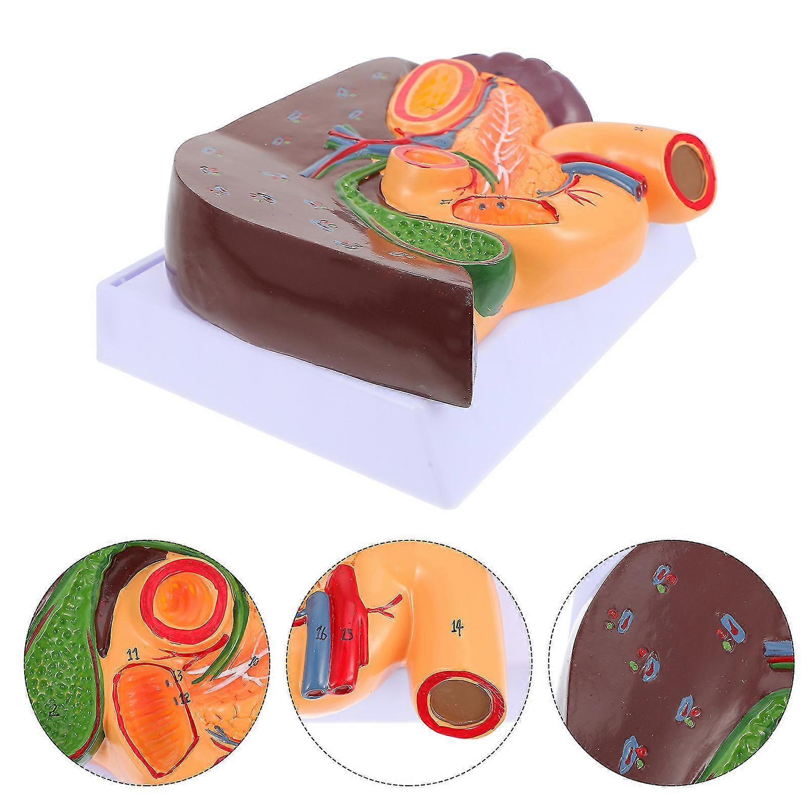Mannequin Human Liver Teaching Aid Human Liver Model Hospital Teaching ...