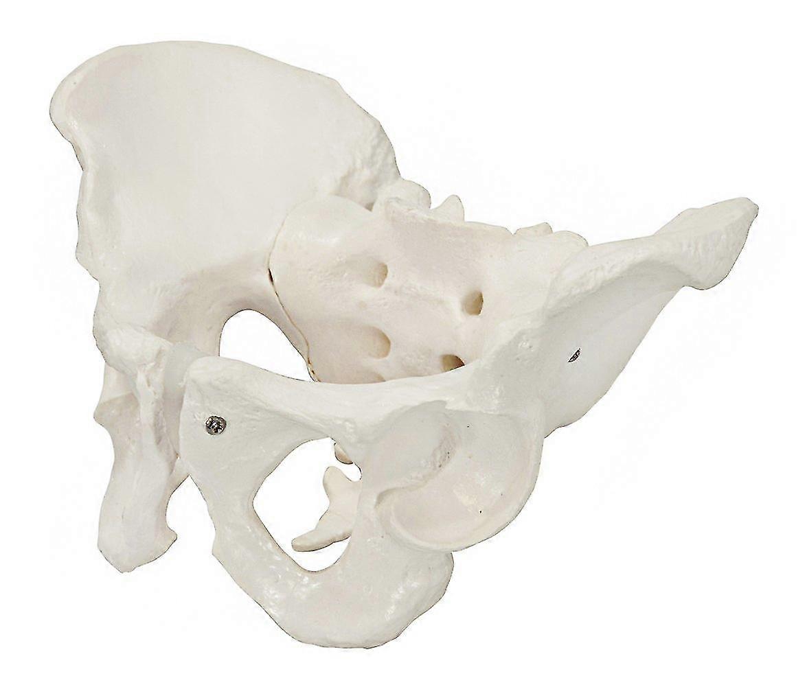 Male Pelvis Model, Life Size Pelvic Human Anatomy Features Hip, Sacrum ...