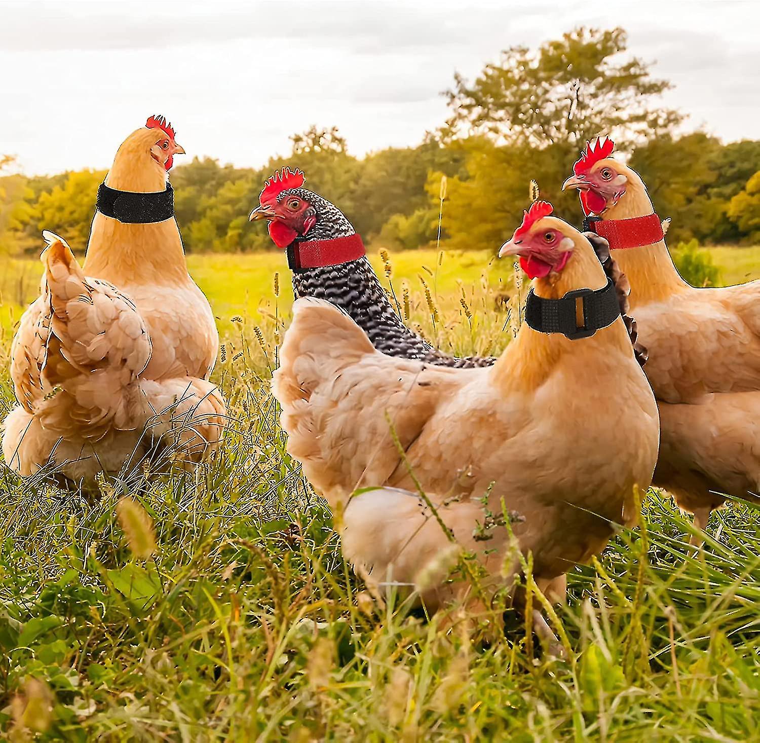 4 Pieces Rooster Collar, No Crow Adjustable Chicken Collar Anti Hook ...