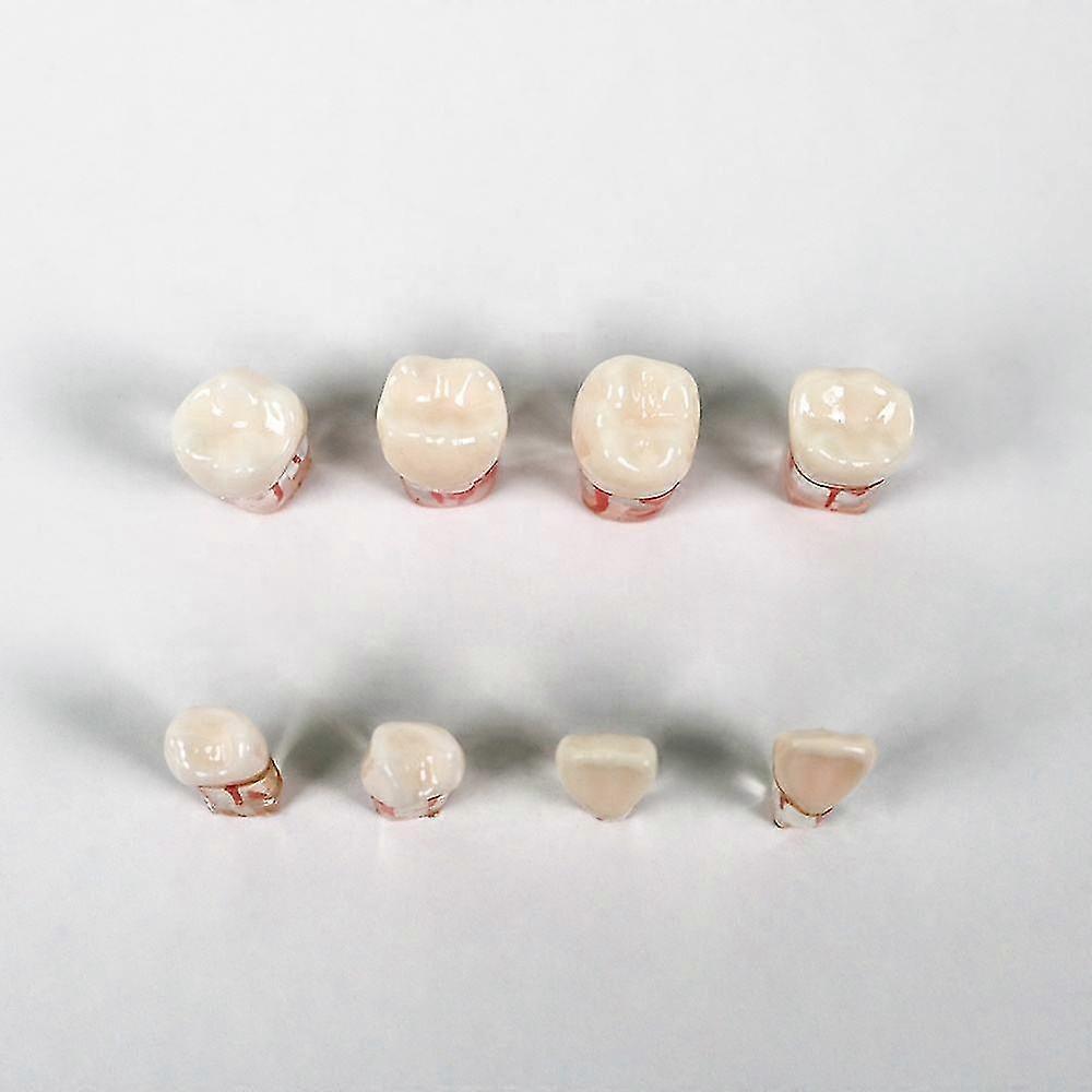 20pcs Dental Endodontics Endo Tooth Teeth Root Canal Models For Rct ...