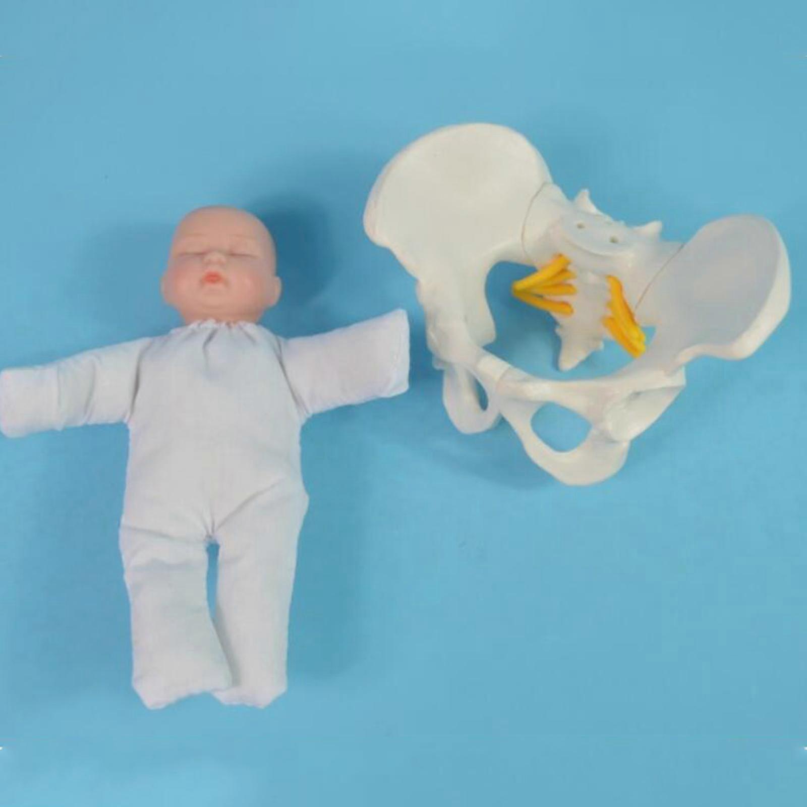 Human Female Pelvis Model Childbirth Model Anatomical Model, Mini ...