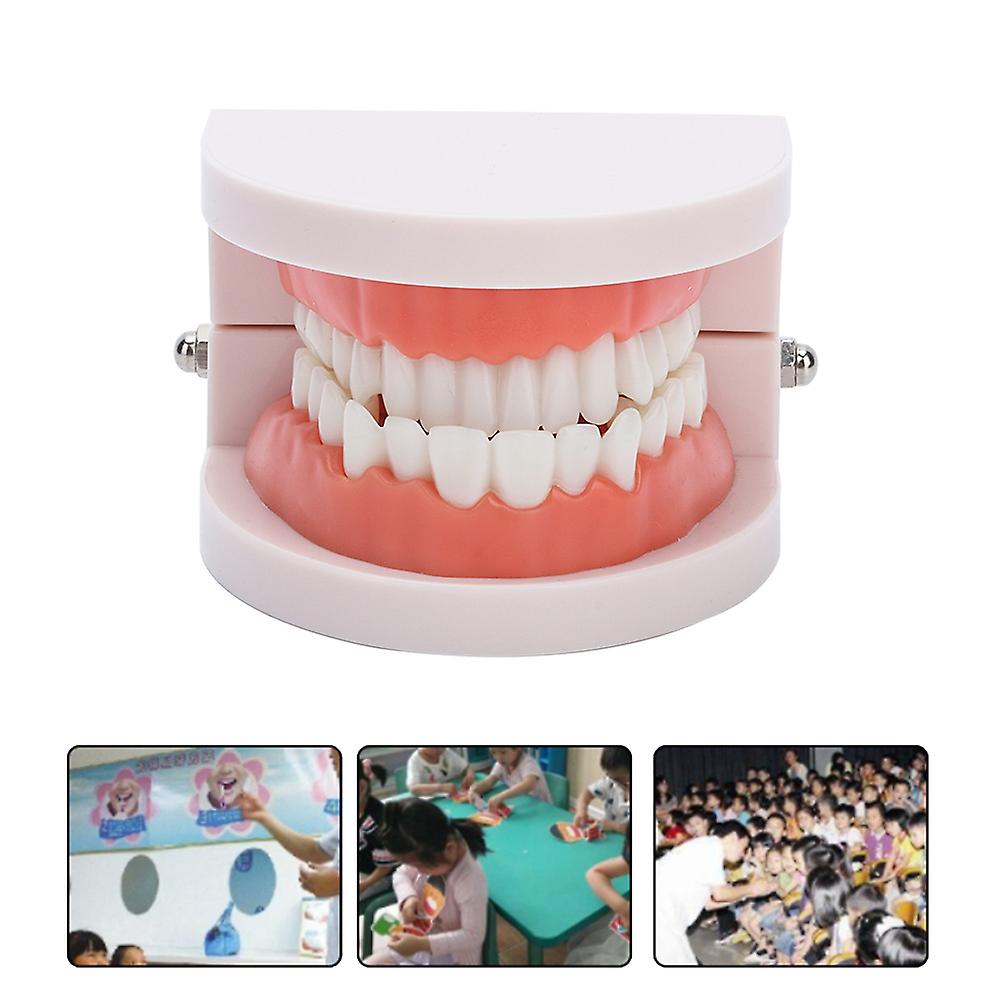 Dental Denture Gums Model 28Pcs Standard Adult Teeth Model Medical ...