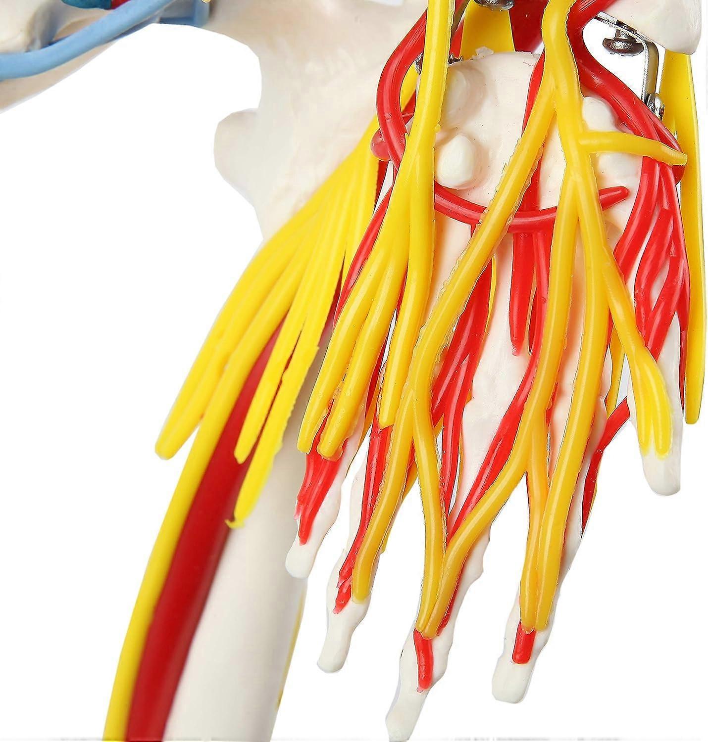 Anatomy Lab 33" Human Skeleton Model with Nerves, Veins and Arteries ...