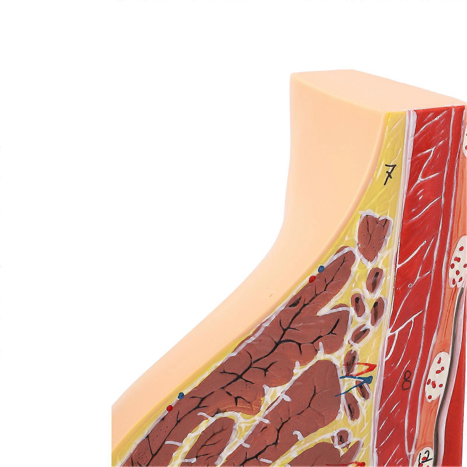 Lactating Bust Anatomical Model PVC Hand Made Lifelike Female ...