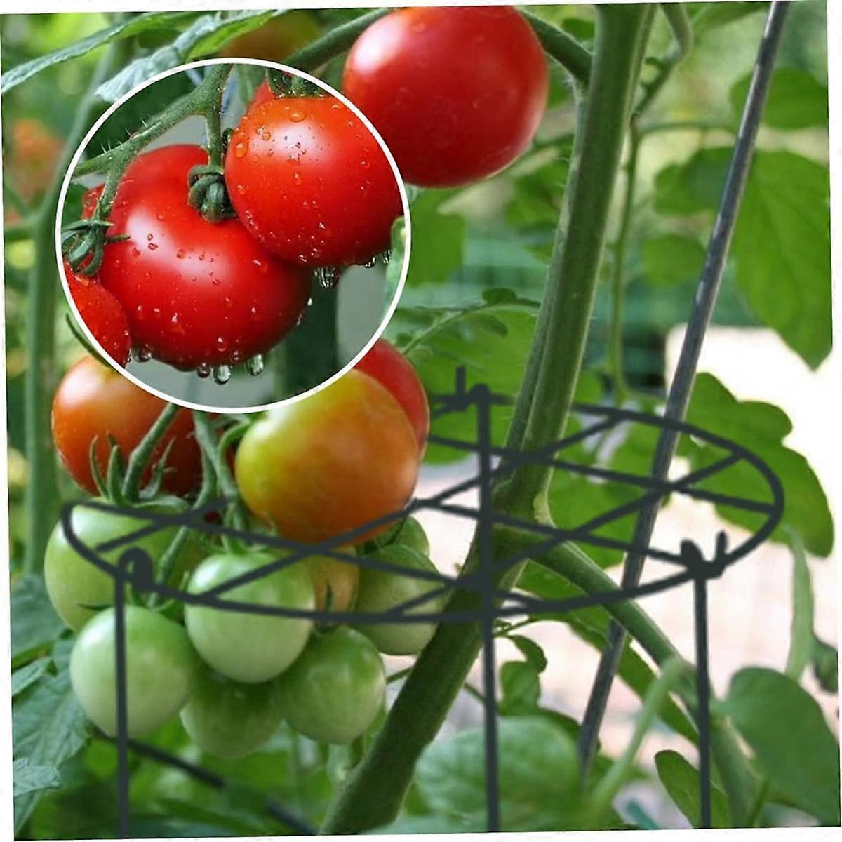 Peony Stand, Peony Support Cage, Plant Stand Growing Plant Stand ...