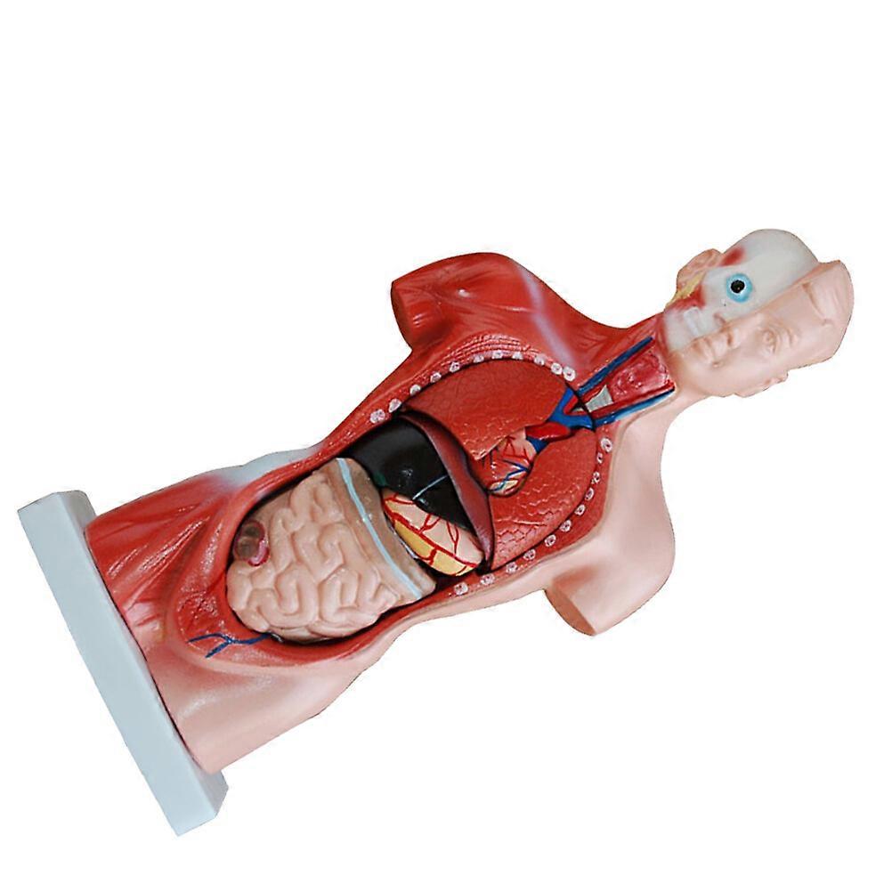 28cm Human Torso Model Simulation Disassemble Teaching Prop Anatomical Model Biology Class ...