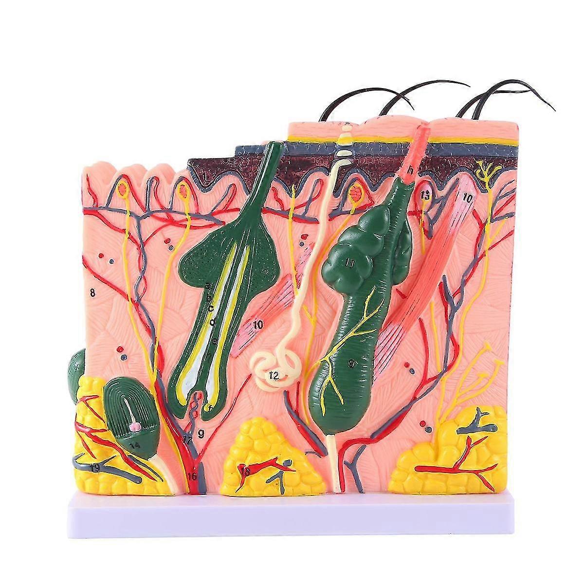 Skin Model Skin Hair Structure Enlarged Model Anatomy Model Scientific ...