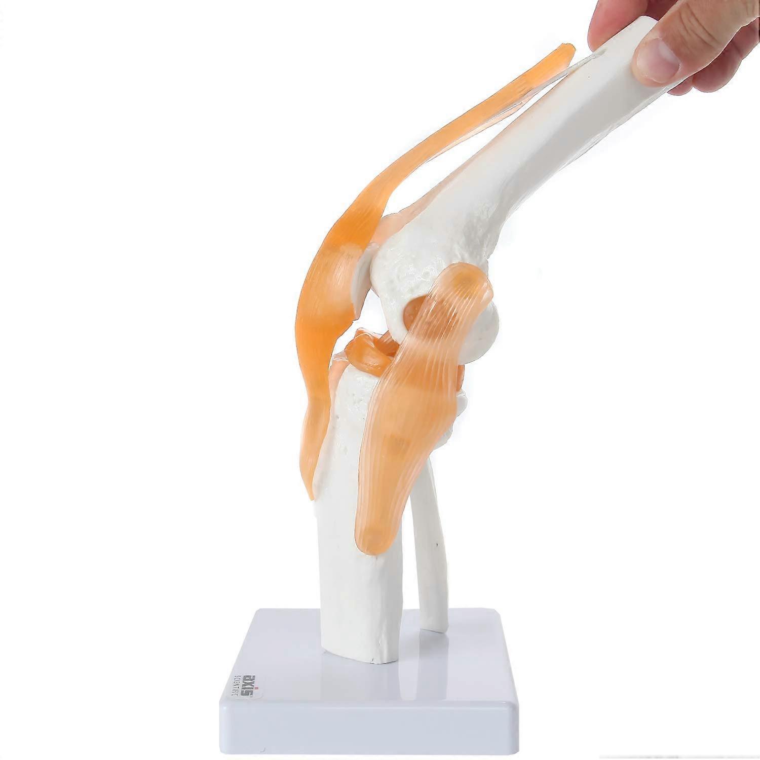 Knee Model Anatomy - Anatomically Correct Knee Joint Model with ...