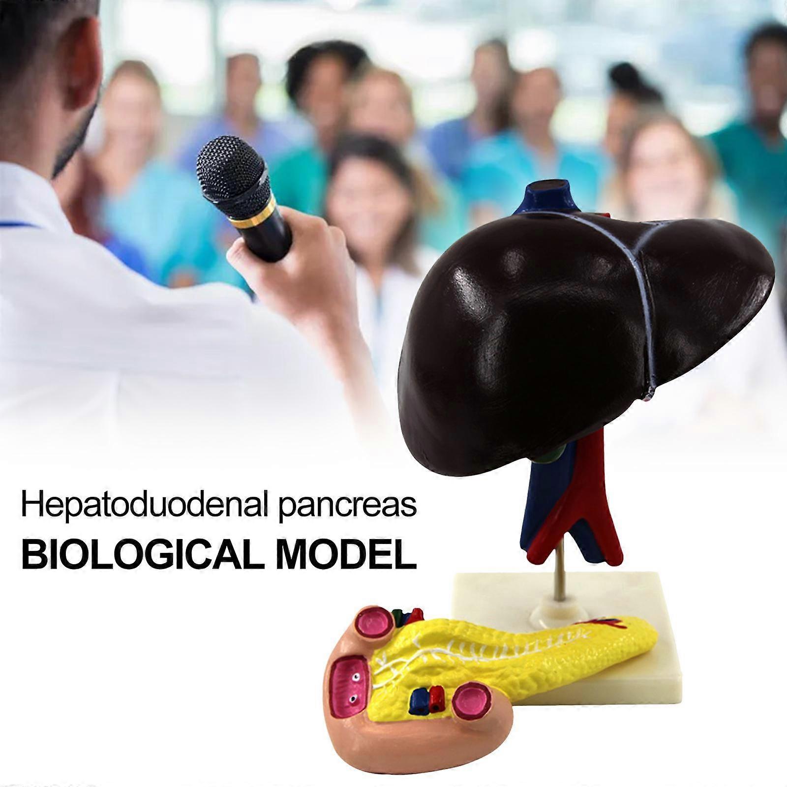 Liver Duodenum Pancreas Biological Model with Base Educational ...