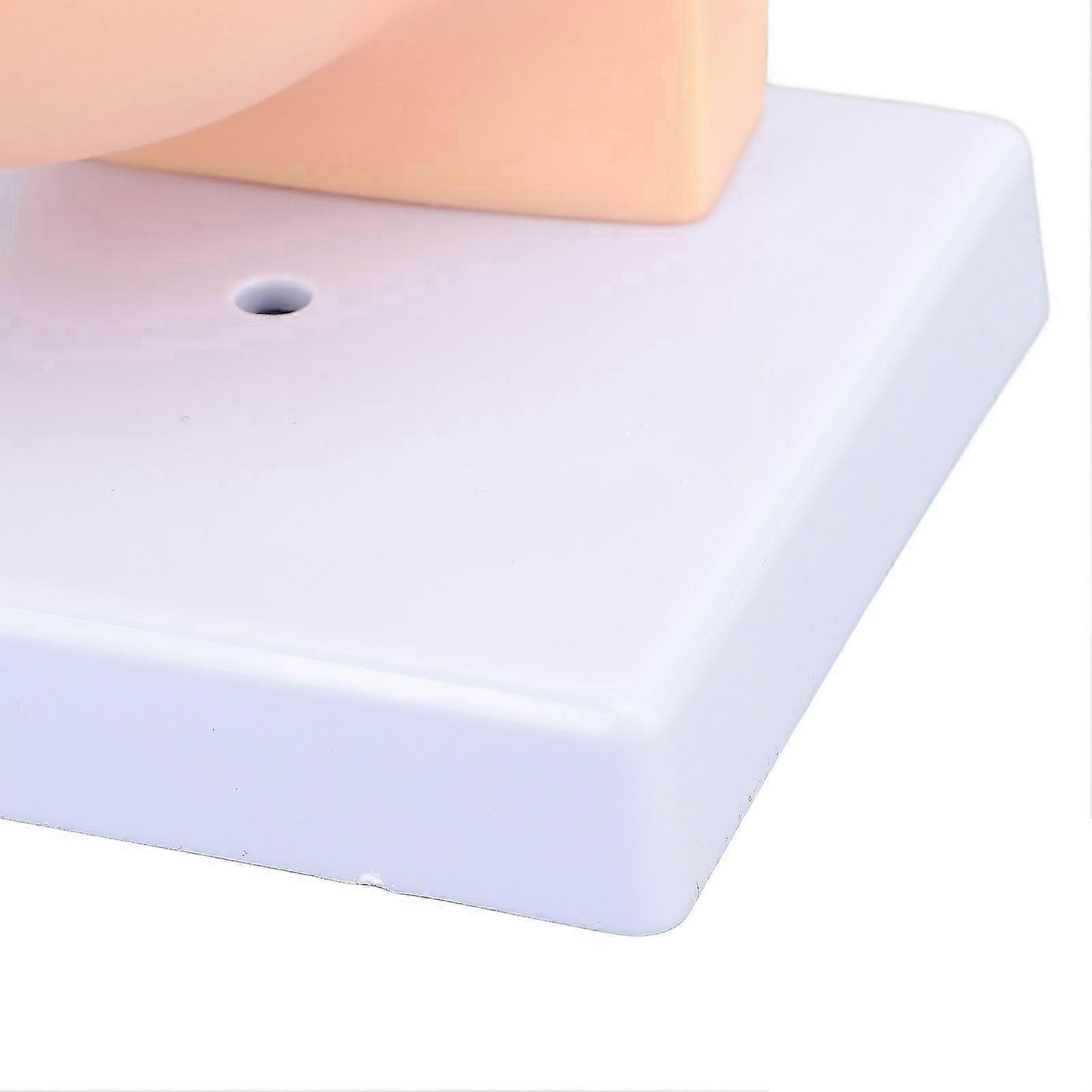 Human Female Anatomical Chest Model PVC Quiescent Chest Anatomy Model ...