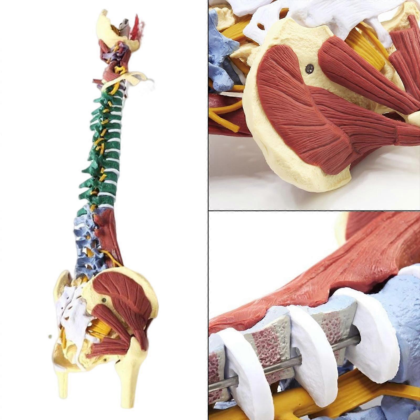 Human Spine Anatomy Model Spinal Cord for Education Display Laboratory ...