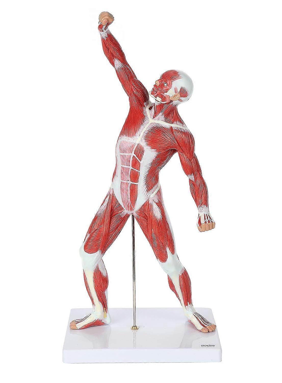 Miniature Muscular System Model, 20 Human Muscles Anatomy Model ...