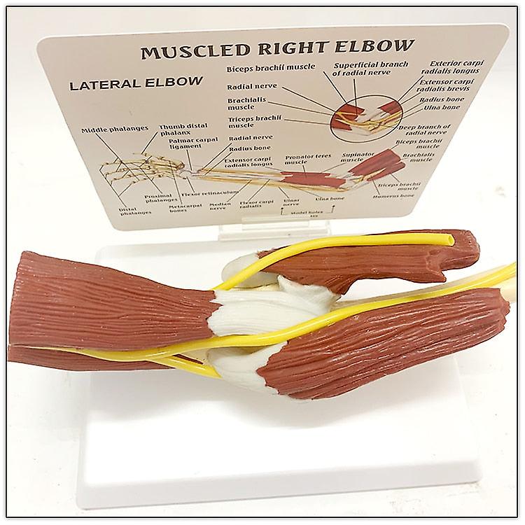 1:1 Life Sized Human Anatomy Muscled Right Arm Elbow Vascular Ligament ...