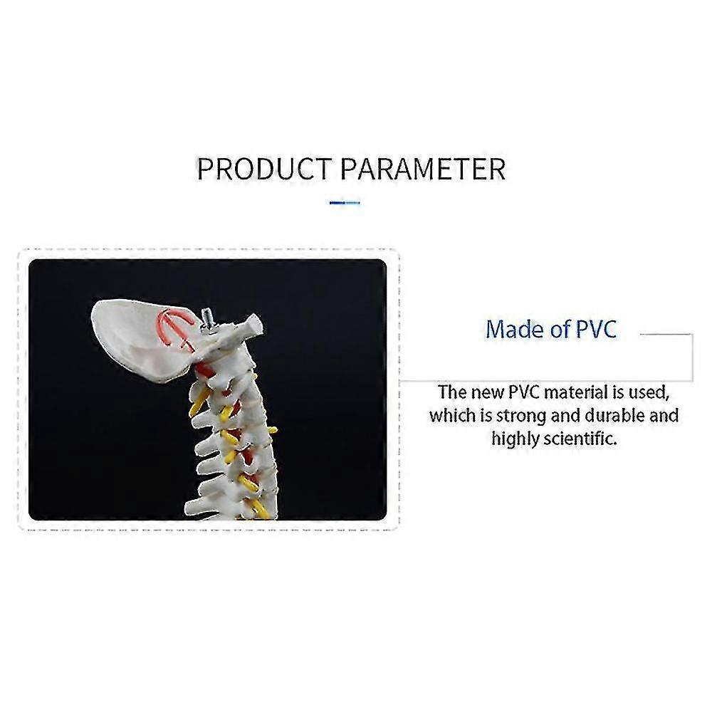 45cm Human Spine With Pelvic Model Human Anatomical Anatomy Spine Model ...