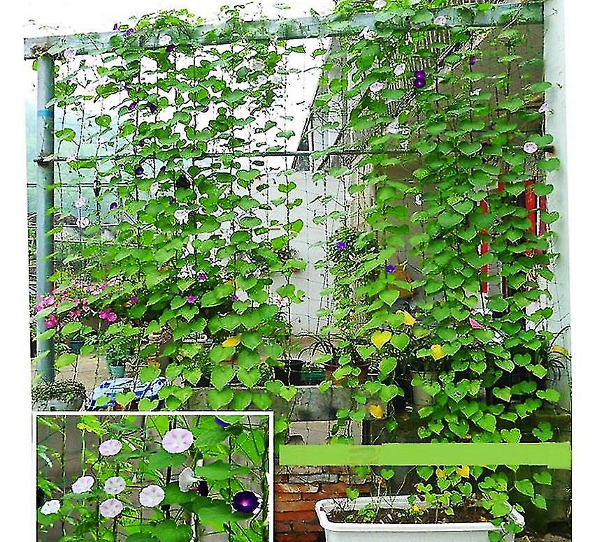 Gitternetz Wachsen Garten Blumen Grüne Erbse Weinrebe Pflanzen Mesh ...