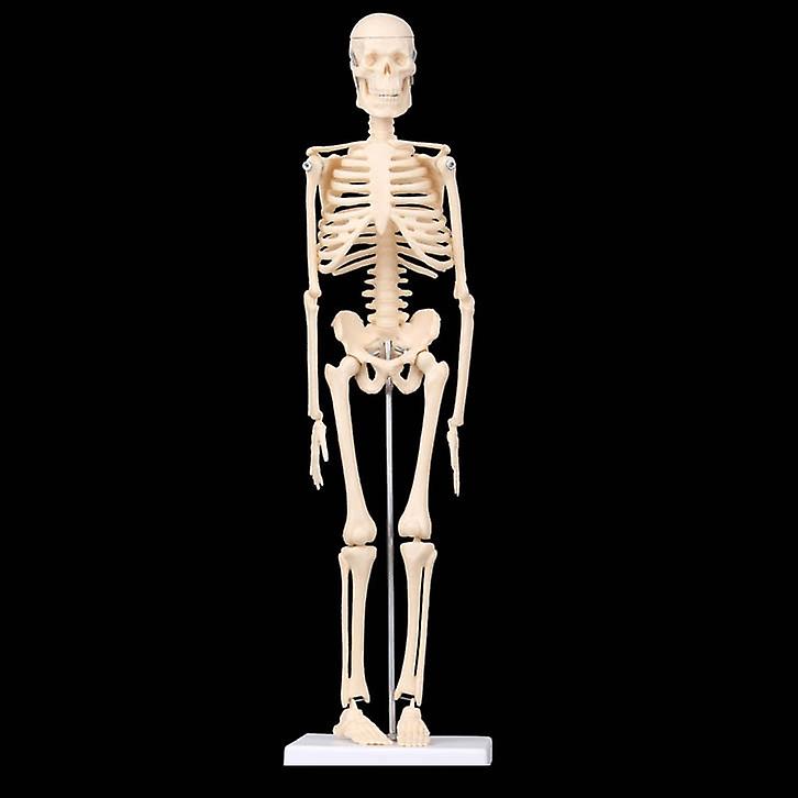 45Cm Anatomical Anatomy Human Skeleton Model Medical Learn Aid Anatomy ...