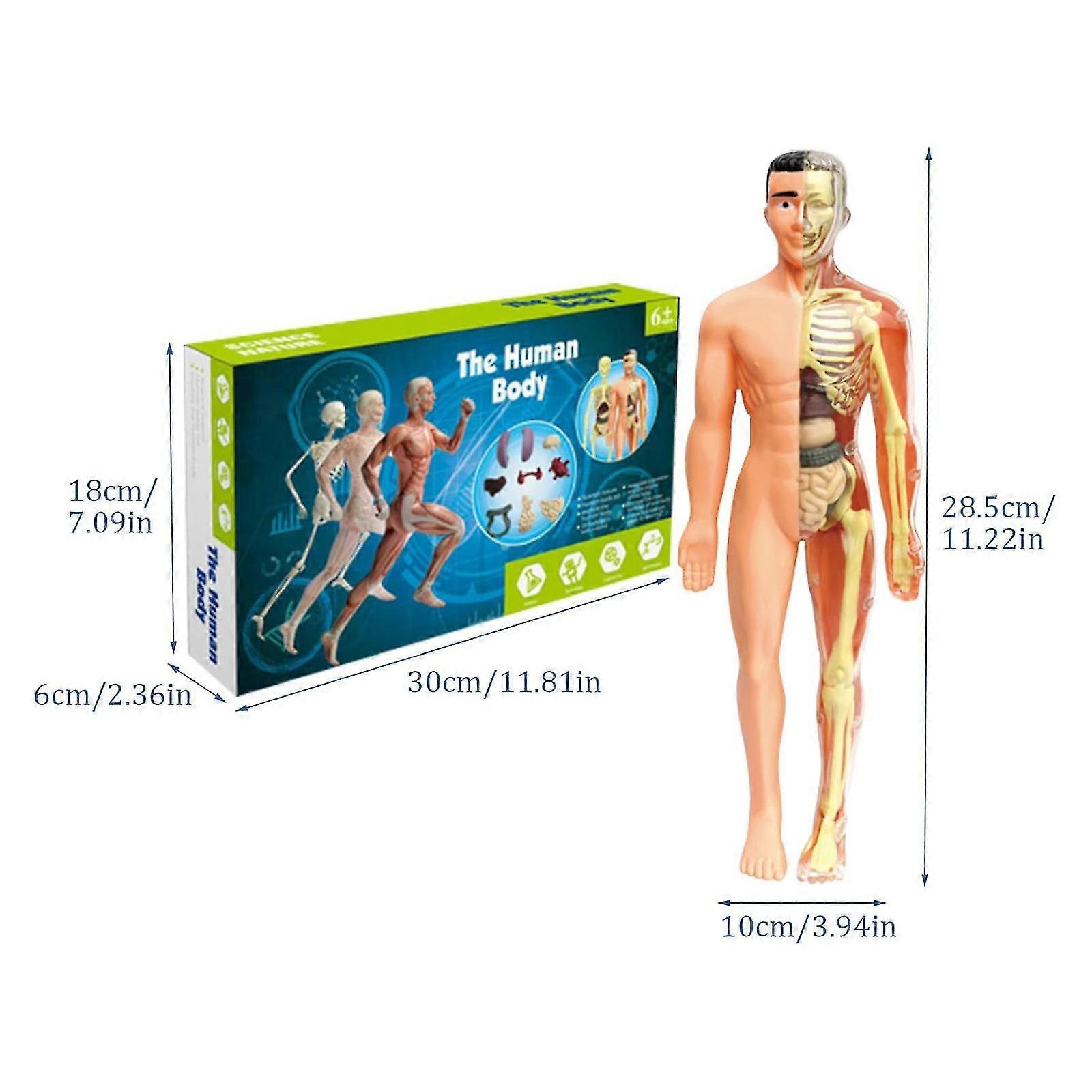 Human Body Model for Kids - Interactive Anatomy Model Fully Clear with ...