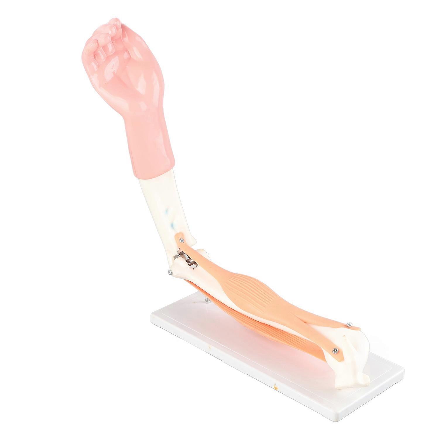 Arm Moving Model Anatomical Elbow Joint Motion Model Primary School ...