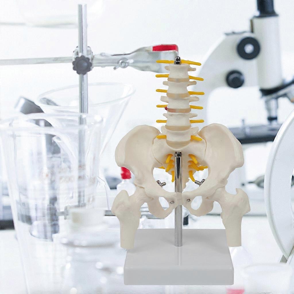 Human Cervical Vertebra Carotid Artery Flexible Spine Model Human ...