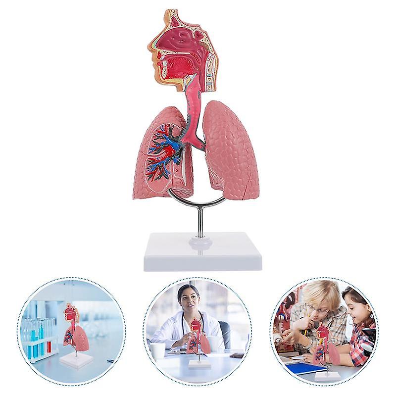 Lung respiratory anatomy model teaching system human display model ...