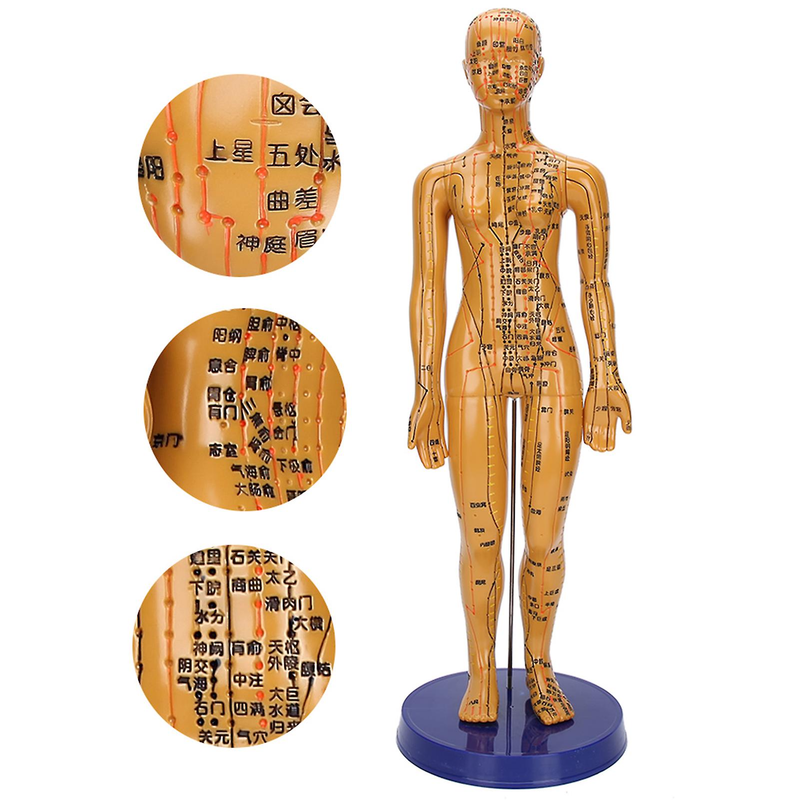 Female Male Human Body Acupuncture Model Copper Color Meridians ...