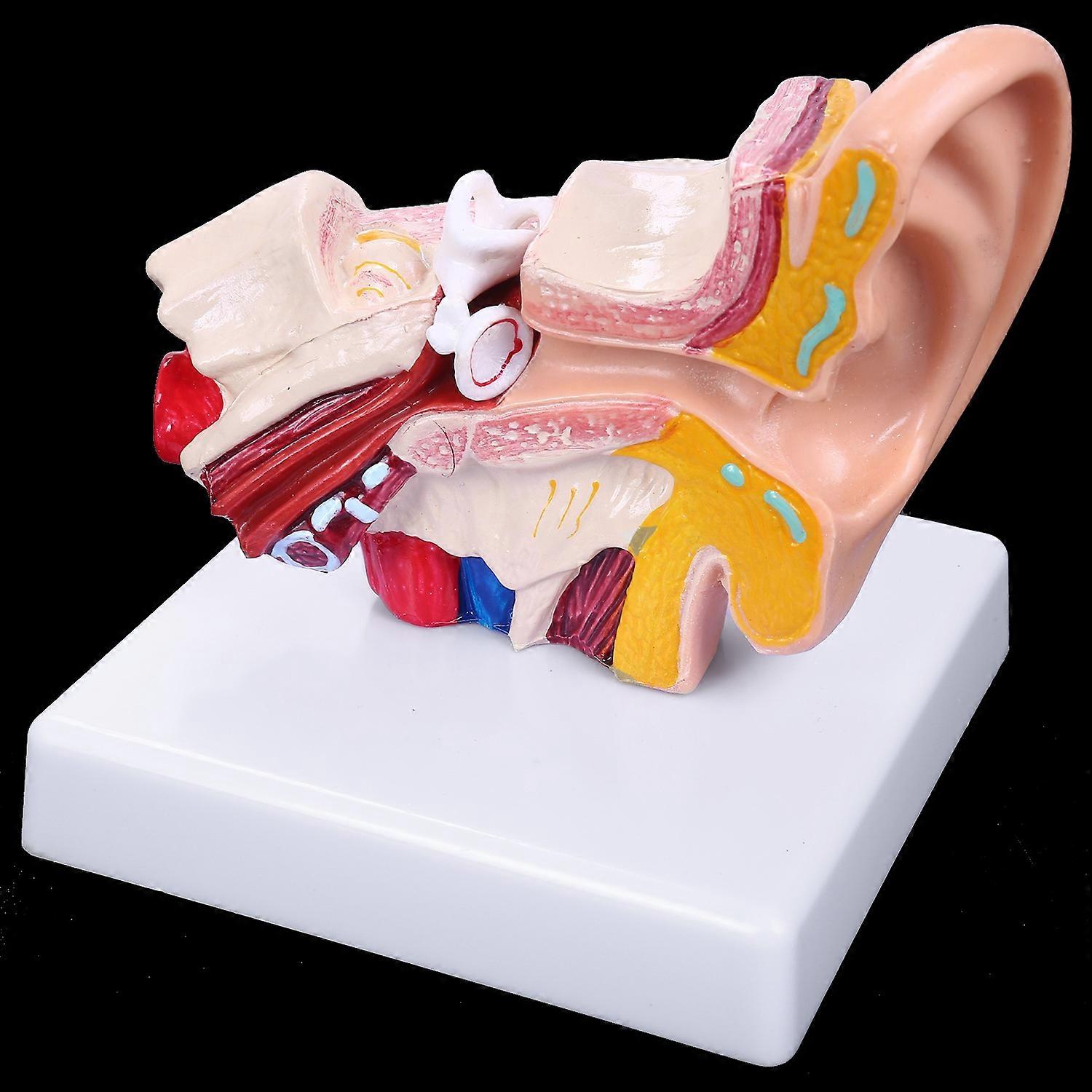1.5 Times Human Ear Anatomy Model Showing Organs Structure Of the ...