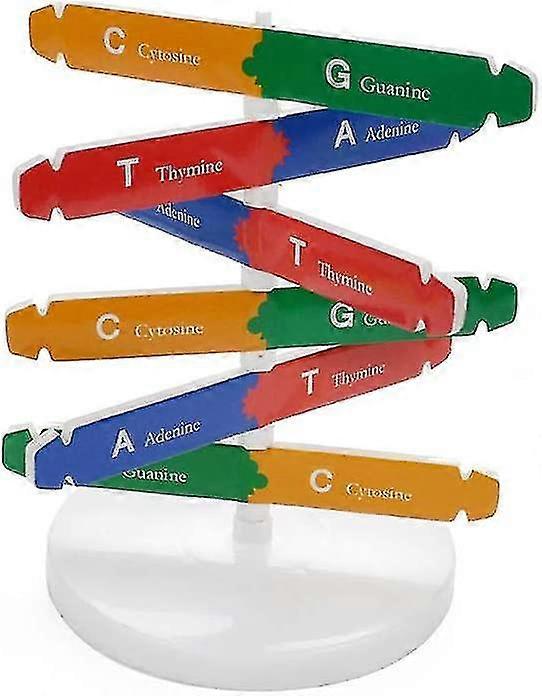 DNA Models Double Helix Model DNA Models Science Educational Teaching ...