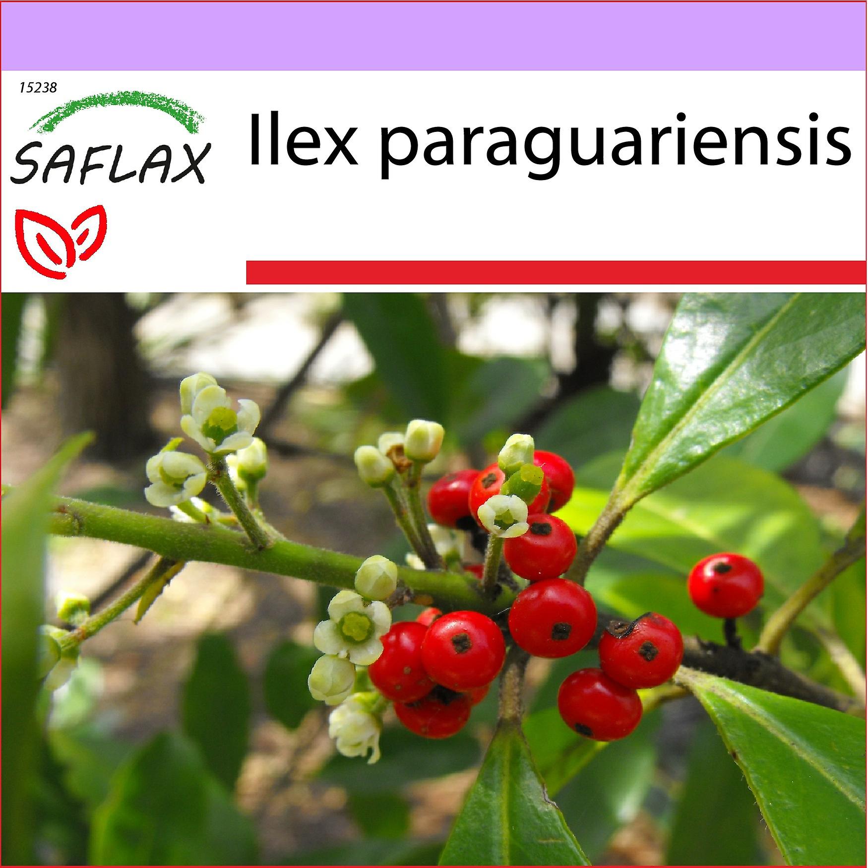 Saflax - 10 seeds - Yerba mate - Maté buisson de thé - Erba Mate ...