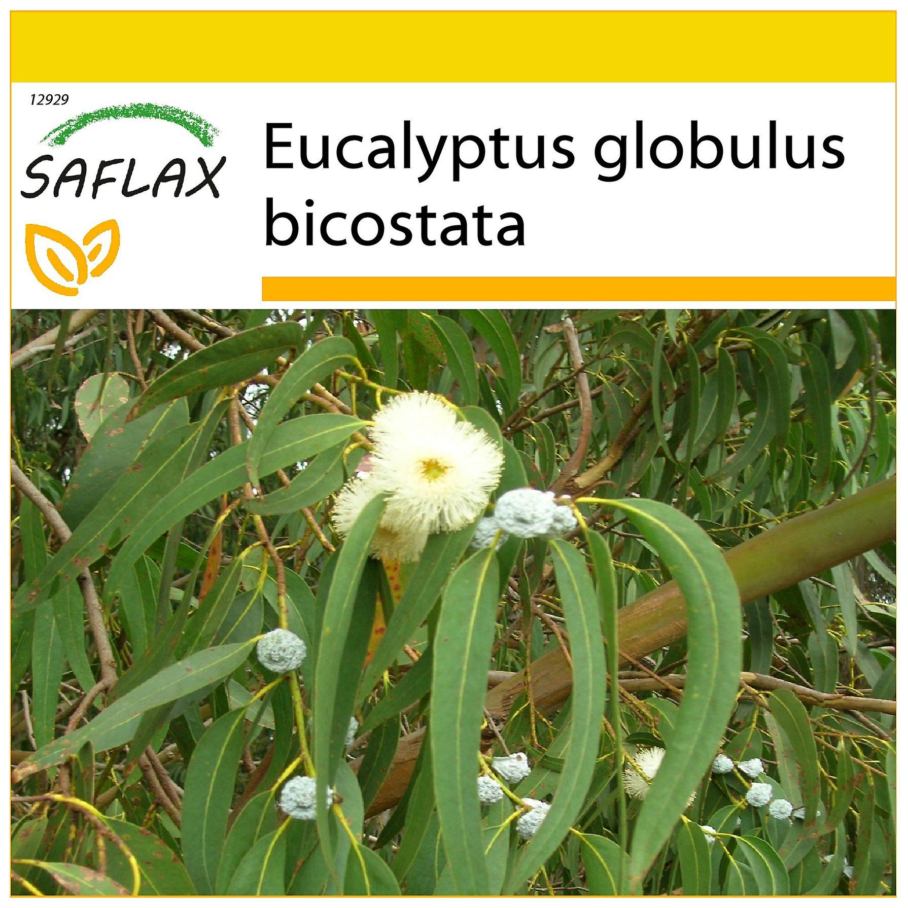 Saflax - Potting Set - 100 seeds - Tasmanian Bluegum - Eucalyptus (bicostata) - Eucalipto ...