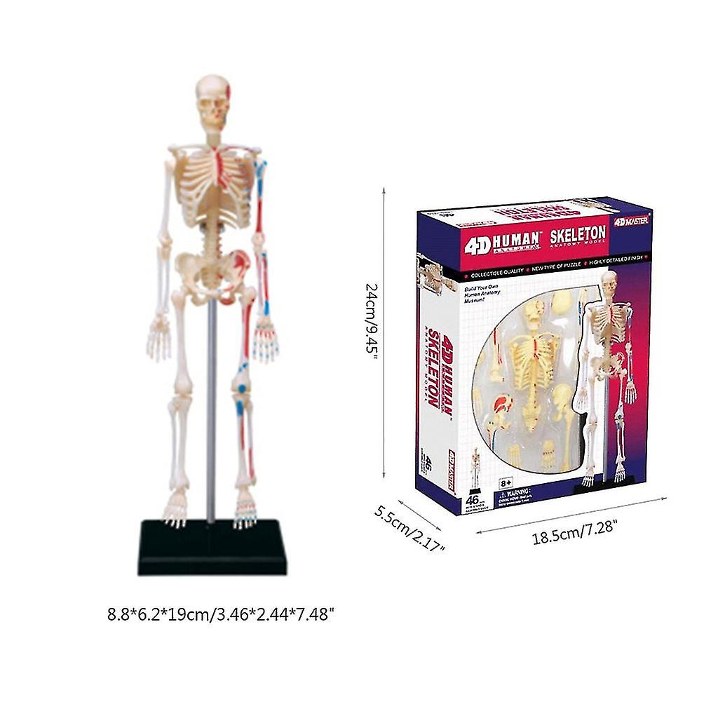 Mini Human Skeleton Model With Removable Arms And Legs For Doctors ...