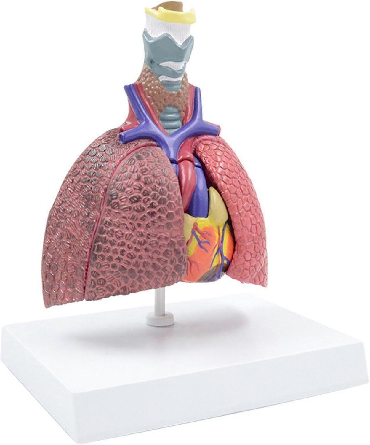 Anatomical Lung Model Life Size Respiratory Anatomy With Heart And ...