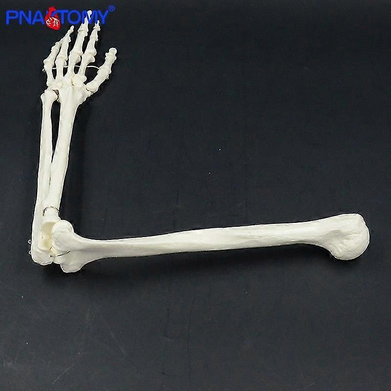 Life size upper limb bone model hand scapula clavicle flexible skeleton ...