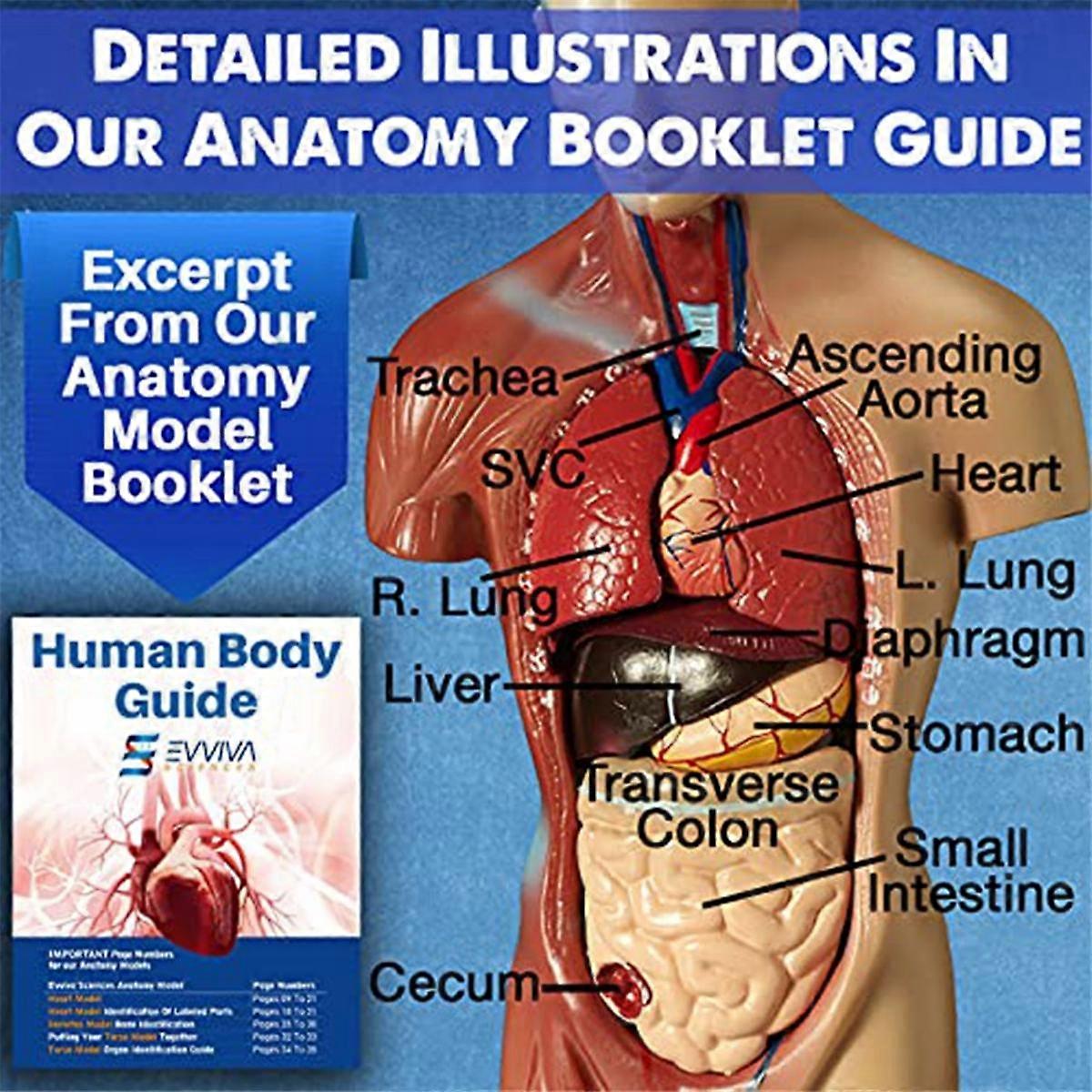 Menselijk hart-, romp- en skeletmodel - Hands-on 3D-modelleerhulpmiddel ...