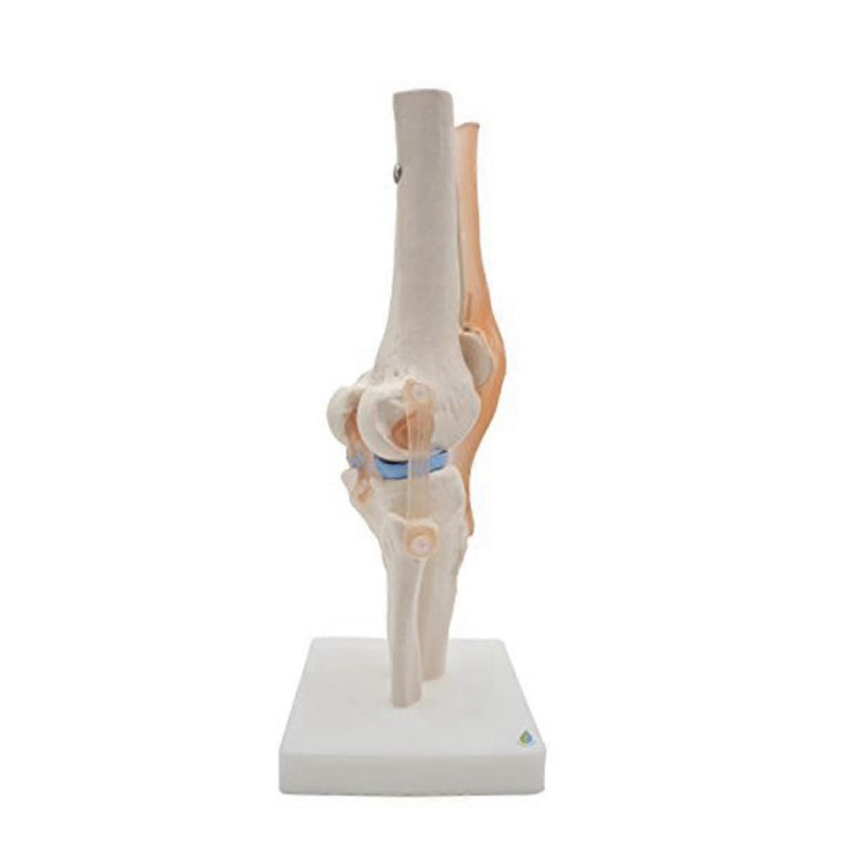 Anatomical Knee Joint with Ligaments Model, Life Size | Fruugo UK