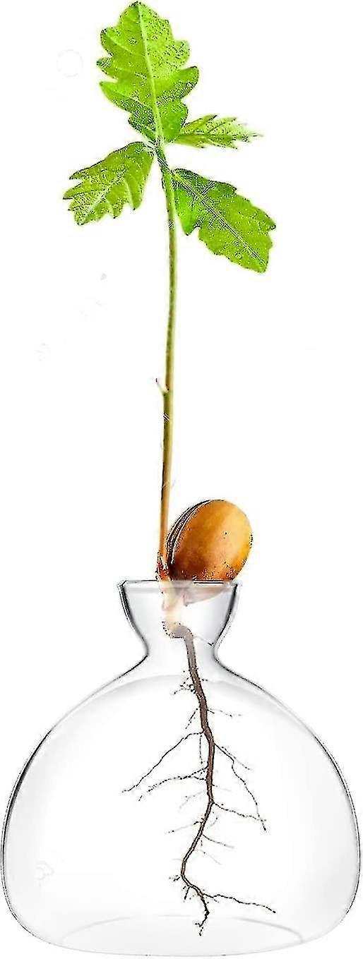 Acorn Sprouting Seed Starter Planter Vase Terrariums Pot Acorn Tree ...