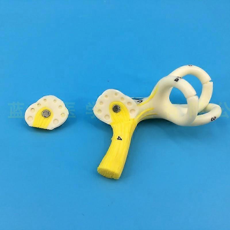 Modelo laberíntico del oído interno Modelo médico de la anatomía del ...