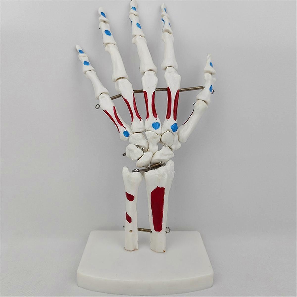 Skeleton Hand Model, Hand Joint Model, with Wrist, Ulna, Hinged Hand ...