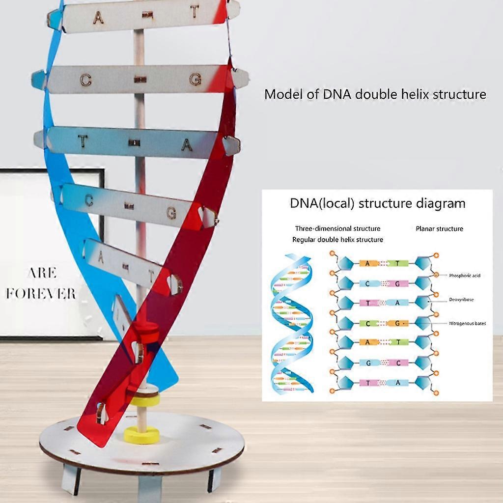 Human Genes Learning Toy DNA Helix Model Aid Biologic Science Models ...