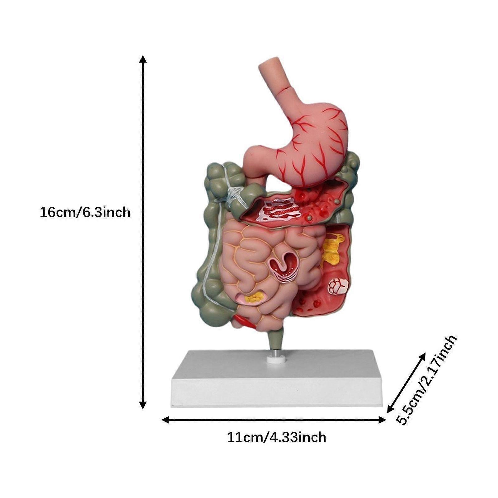 Human Digestive System Model Pvc Stomach Model Demonstration Display 2283