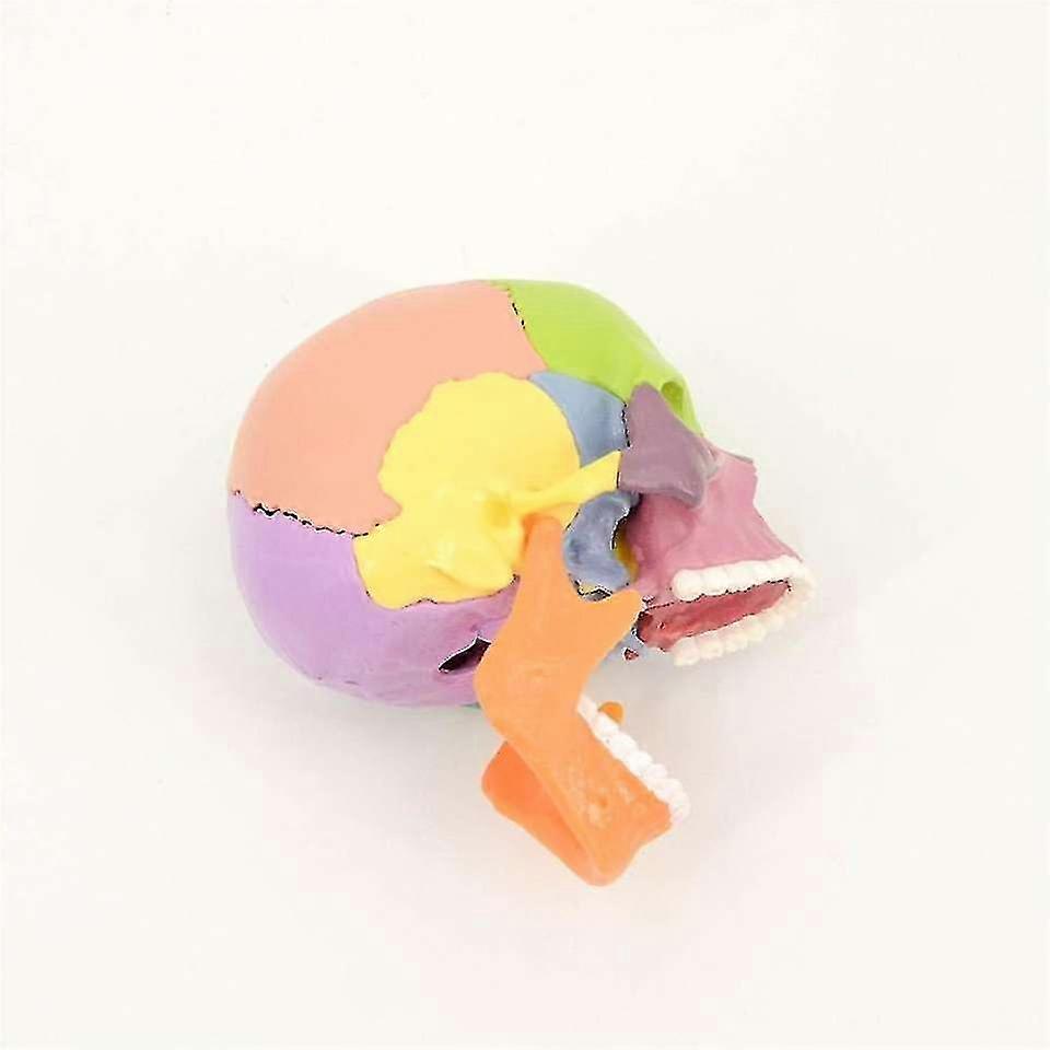 Mini Human Skull Model, 15 Parts Palm-sized Anatomy Skull Model ...
