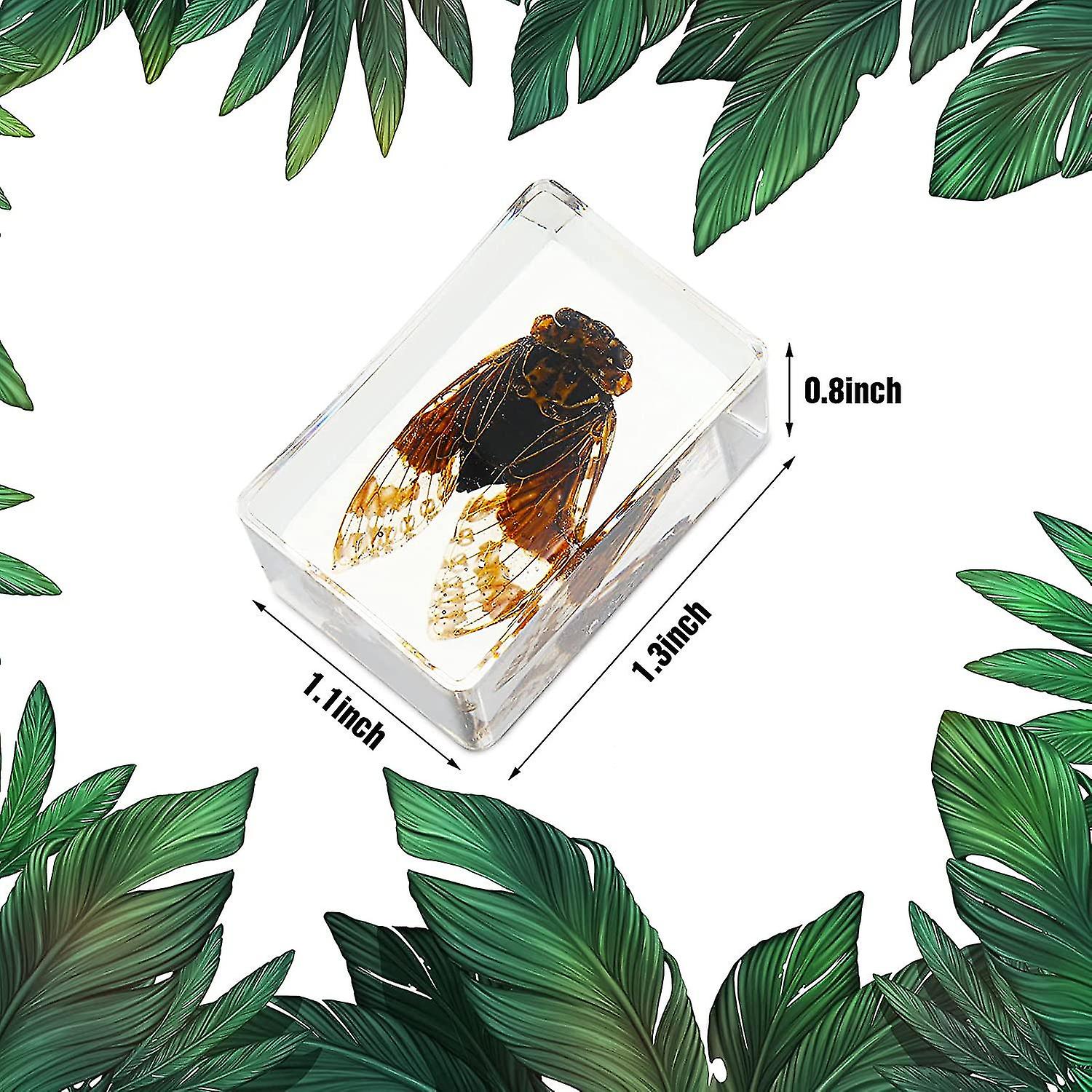 6-pack Insect Resin Specimen Cicada Collection Paperweight Arachnid ...
