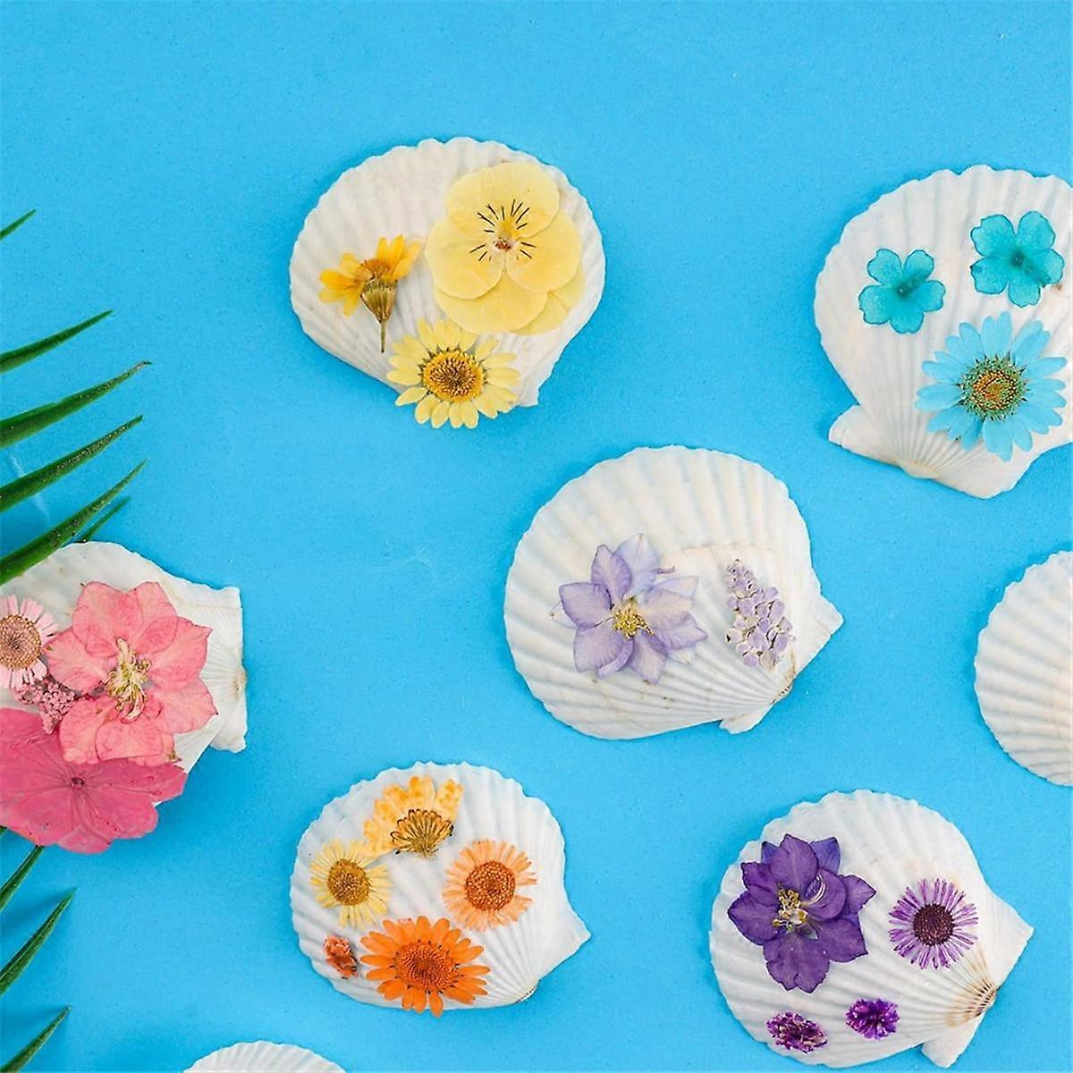 40PCS Natural Scallop Shells 1.4-2.4inch White Small Sea Shells for ...