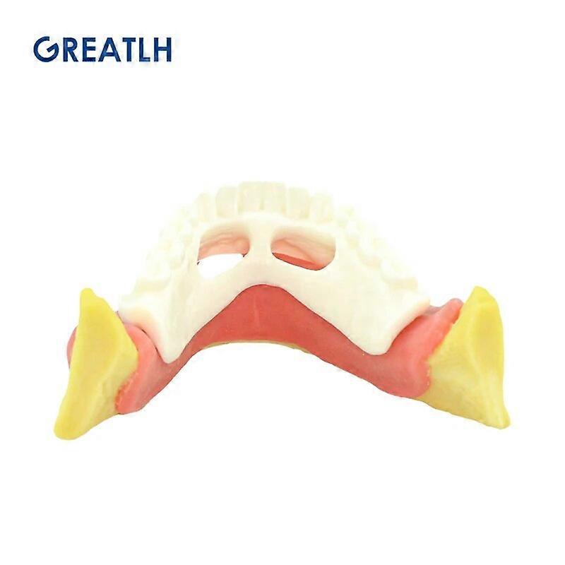 Bionic Foam Toothless Mandibular and Shell Teeth Model for Denture ...