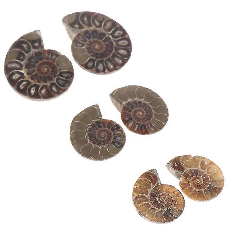 Half Cut Conch Fossils Ammonite Shell Art Collect DIY Stone Crafts Home ...